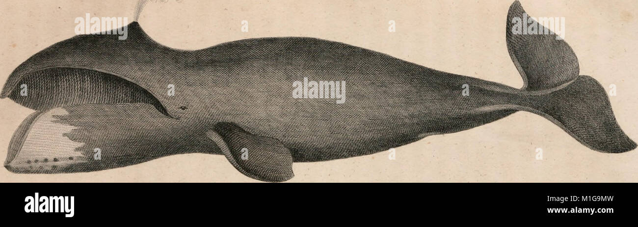 American natural history. Part 1.-Mastology (1828) (17971575658 Stock ...