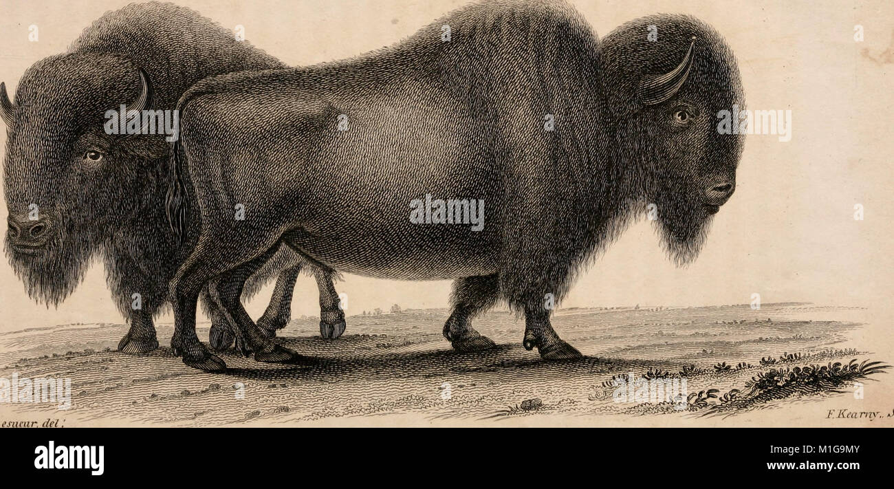'American Natural History: Part 1 - Mastology' (1828) explores ...