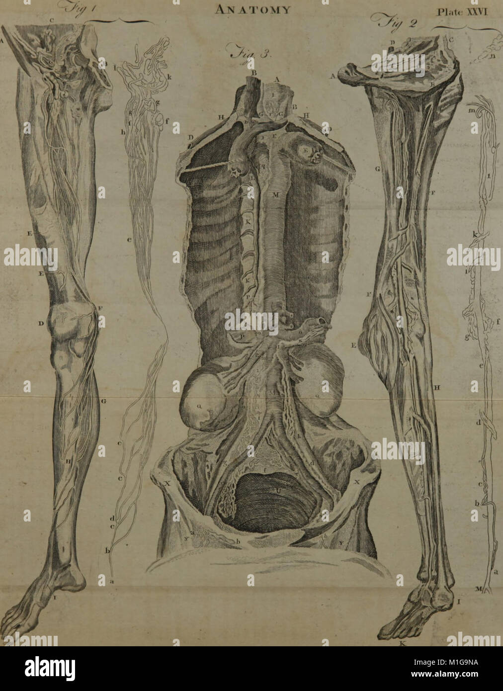 This 1817 volume of 'A System of Anatomy' provides in-depth knowledge ...