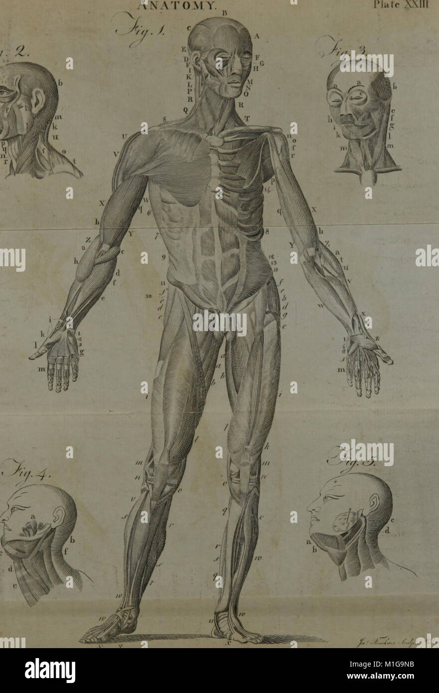 Volume 2 of a medical anatomy textbook, designed for students studying ...