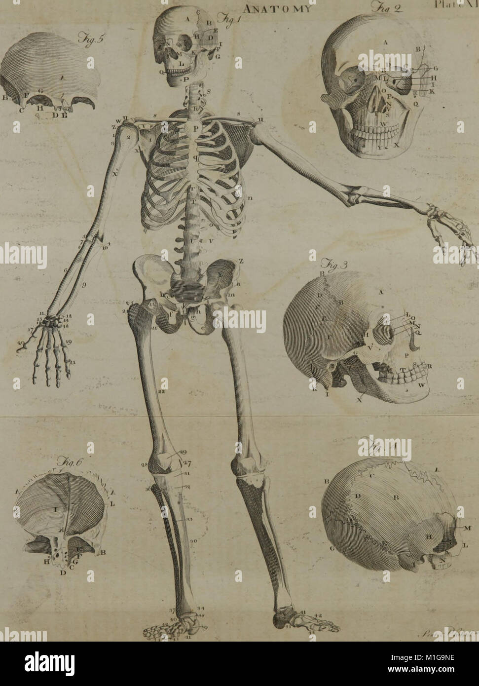 A system of anatomy for the use of students of medicine (Volume 2 ...