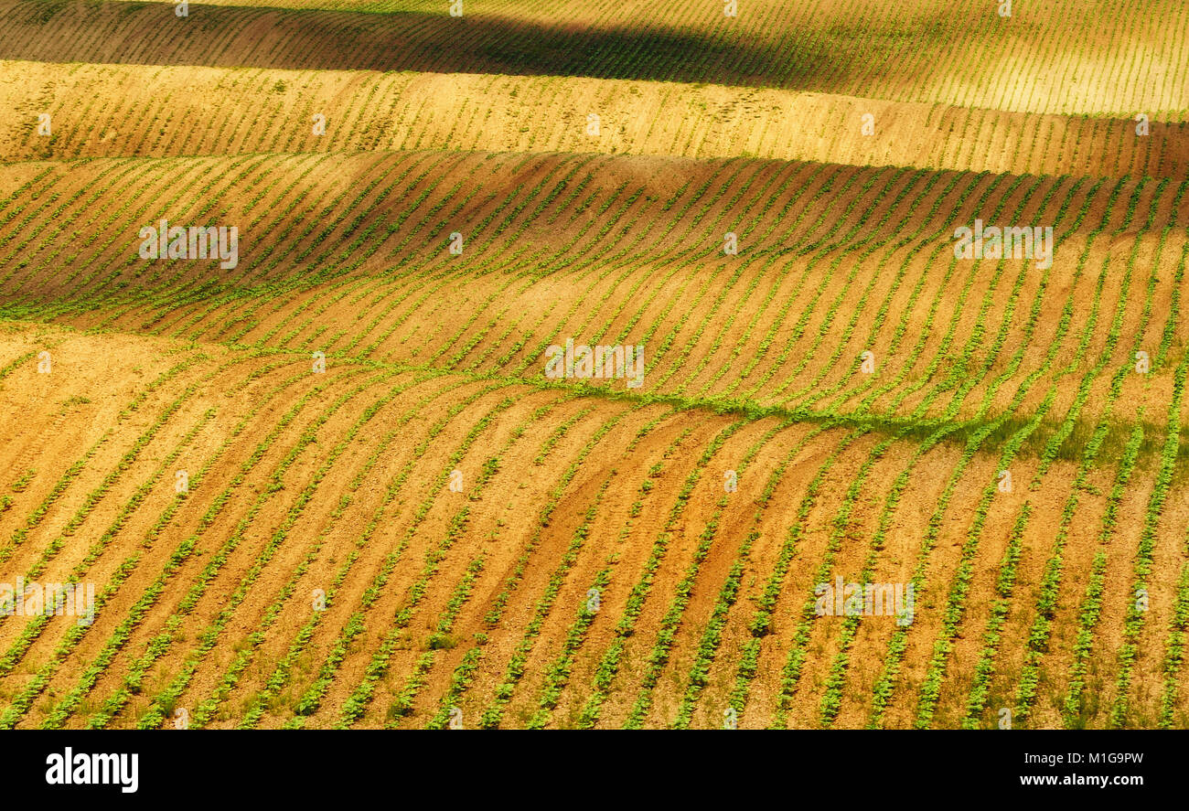 spring field. rows of sprouted agricultural crops. picturesque hilly ...
