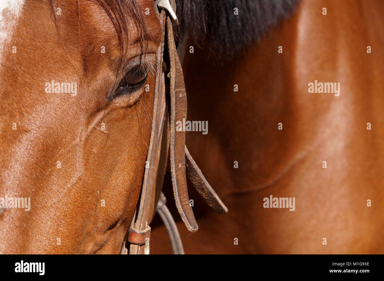 a close look at the horse Stock Photo - Alamy