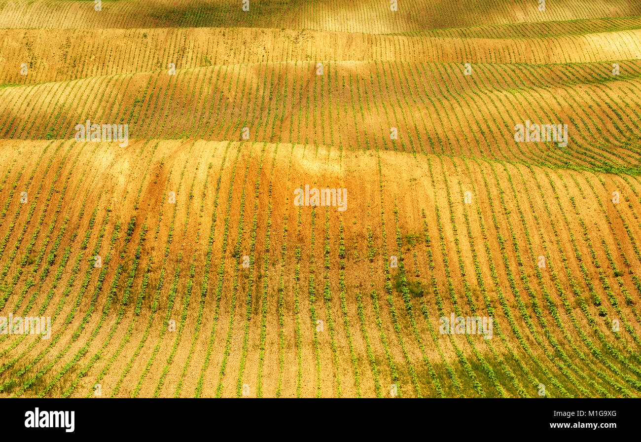 spring field. rows of sprouted agricultural crops. picturesque hilly ...