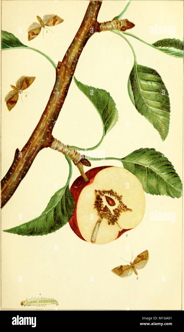 This 1891 handbook details destructive insects in Victoria, offering ...