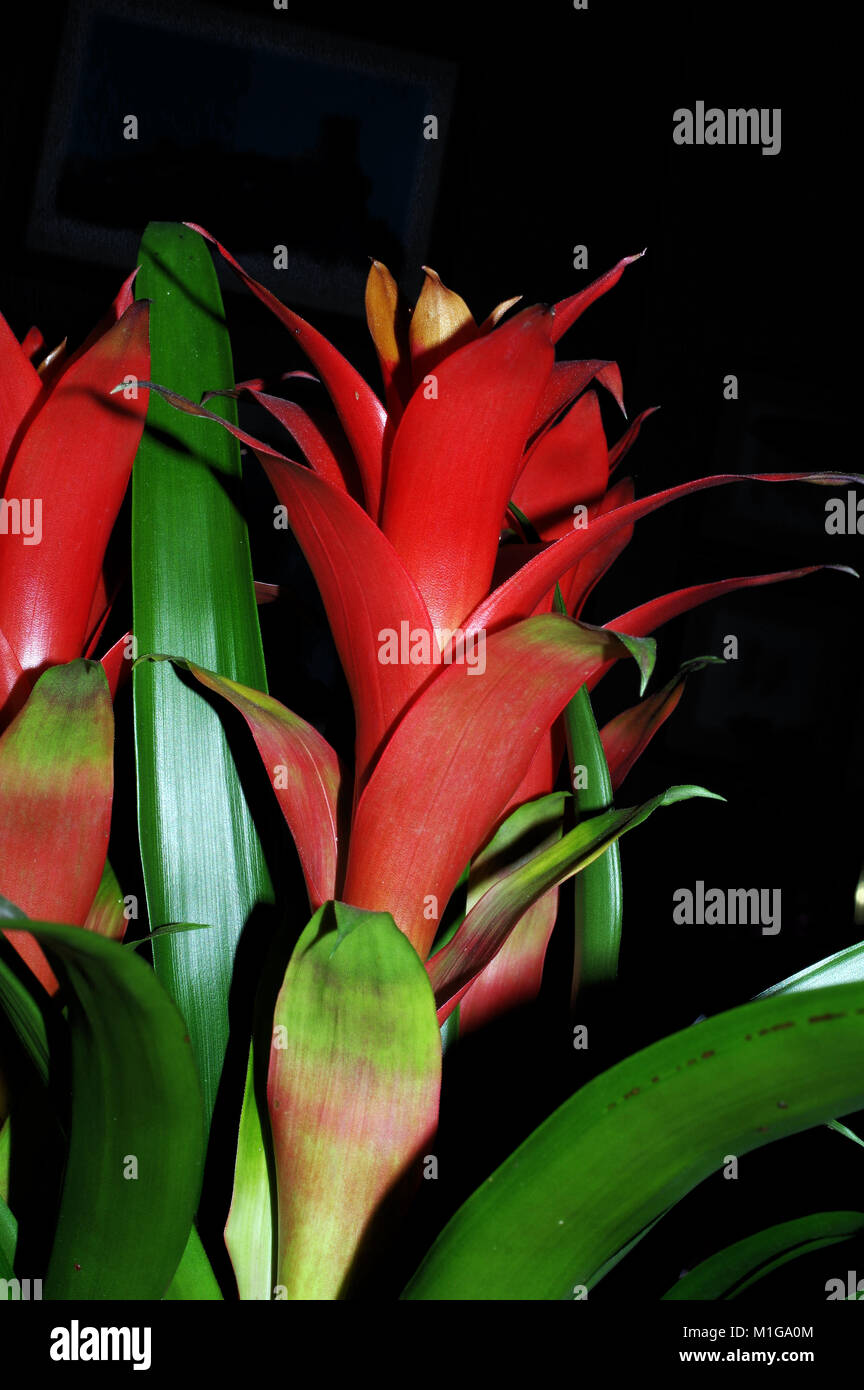 Bromelia leaf hi-res stock photography and images - Alamy