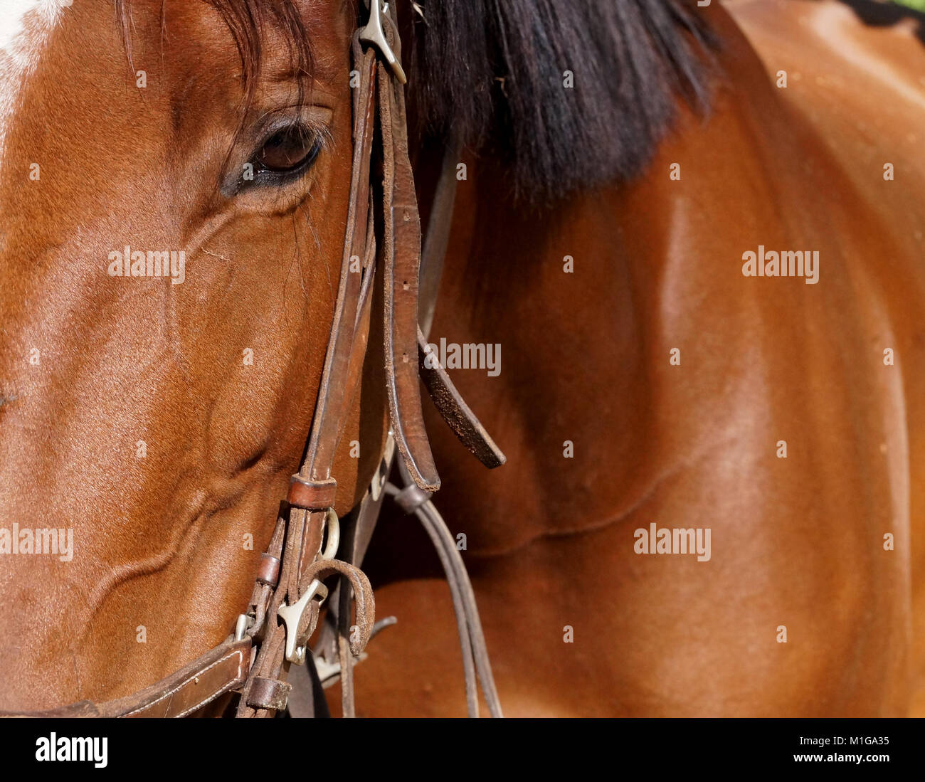 a close look at the horse Stock Photo - Alamy