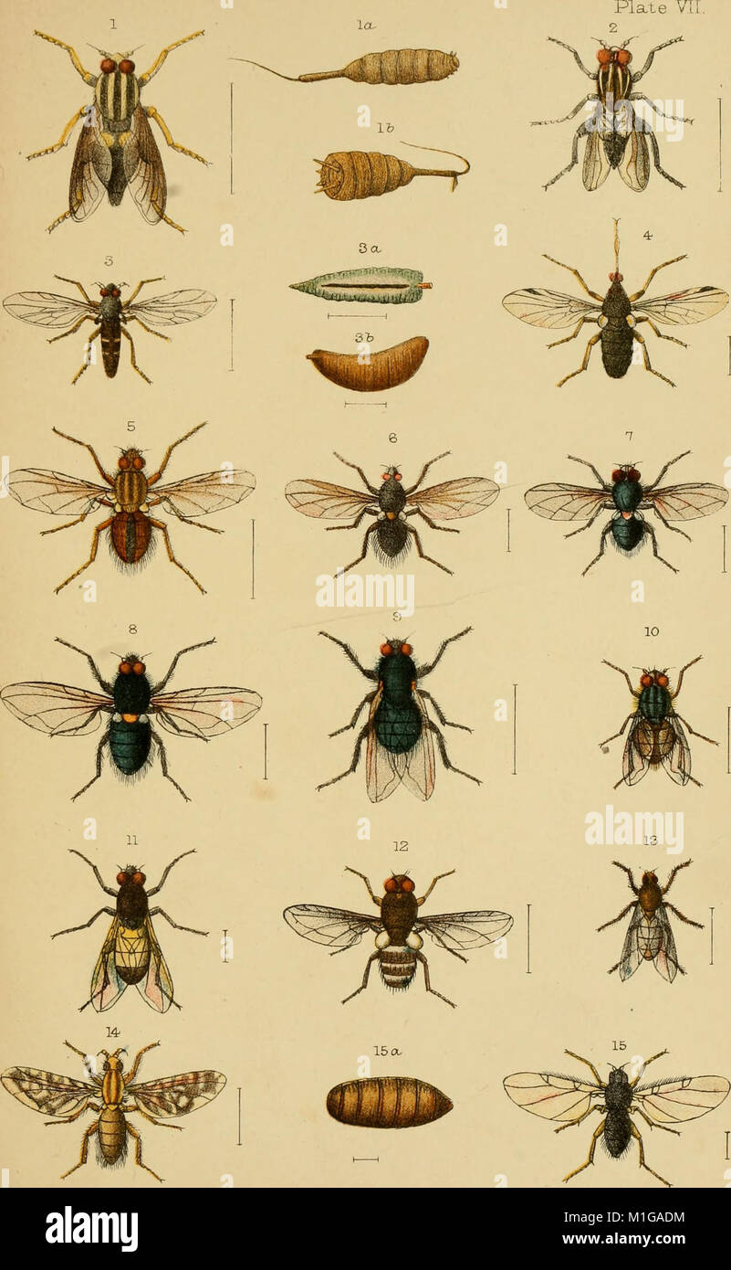 This *Elementary Manual of New Zealand Entomology* (1892) introduces ...