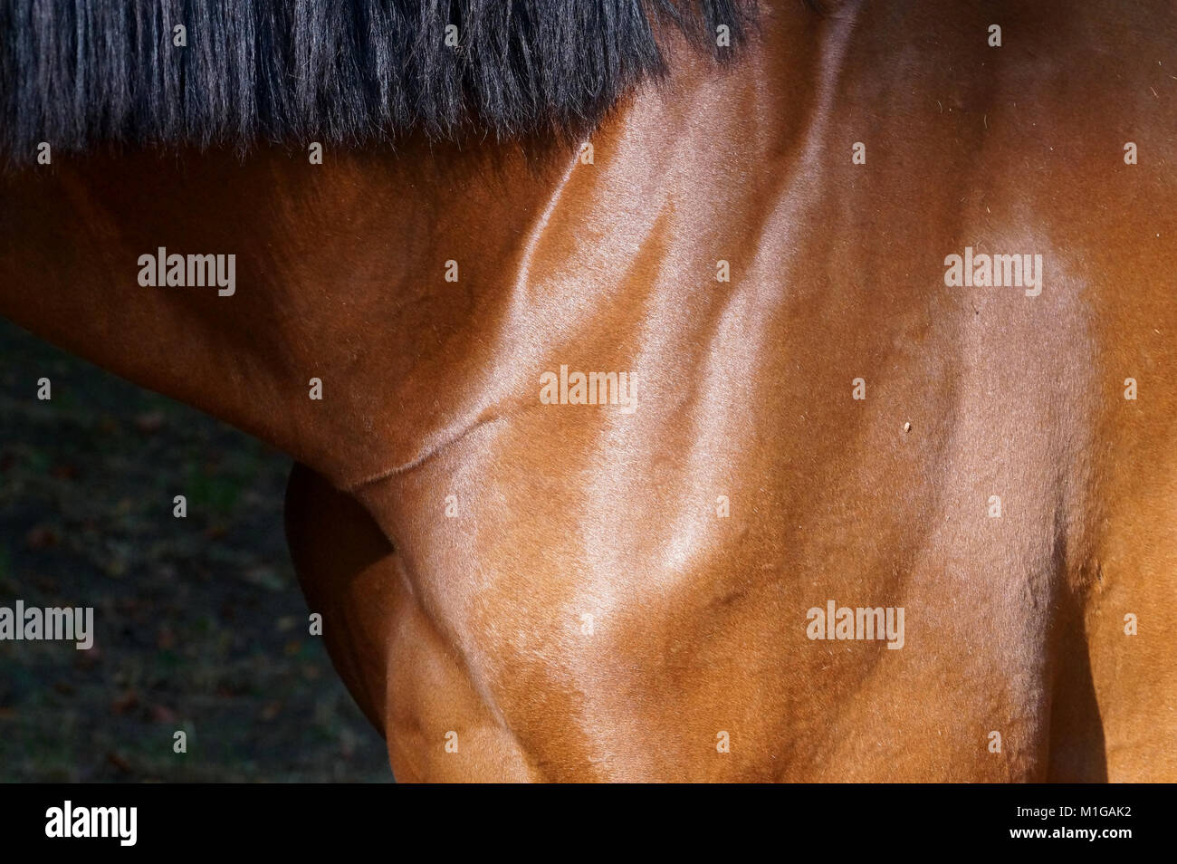 a close look at the horse Stock Photo - Alamy