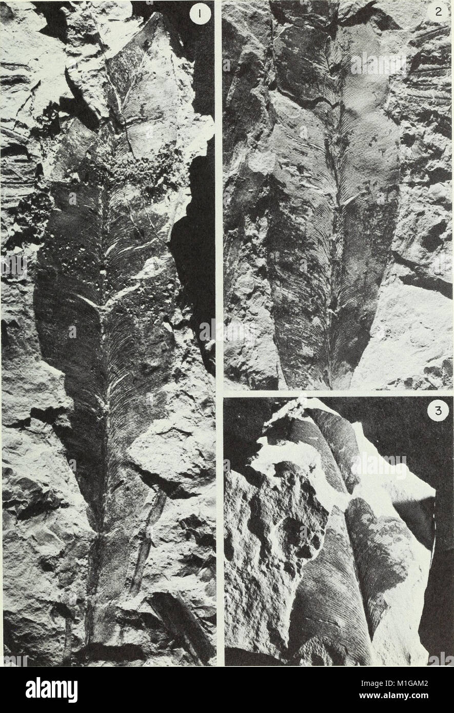 This 1977 study explores the early Pennsylvanian flora of west-central ...
