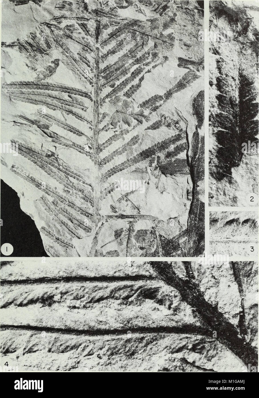 An Early Pennsylvanian flora with megalopteris and noeggerathiales from ...