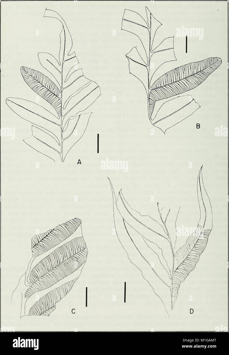 This 1977 study focuses on Early Pennsylvanian flora from west-central ...