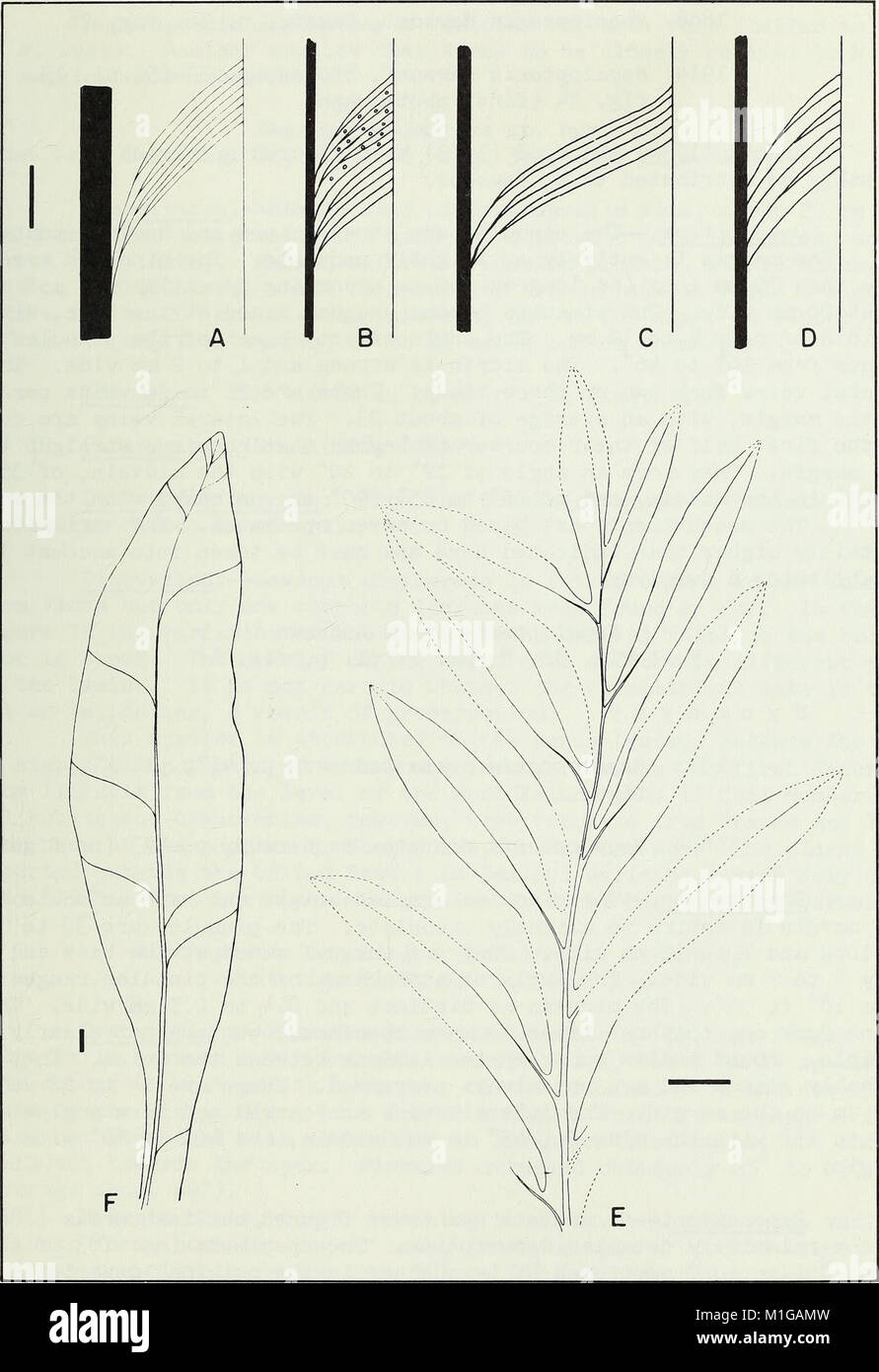 This study from 1977 focuses on early Pennsylvanian flora from west ...