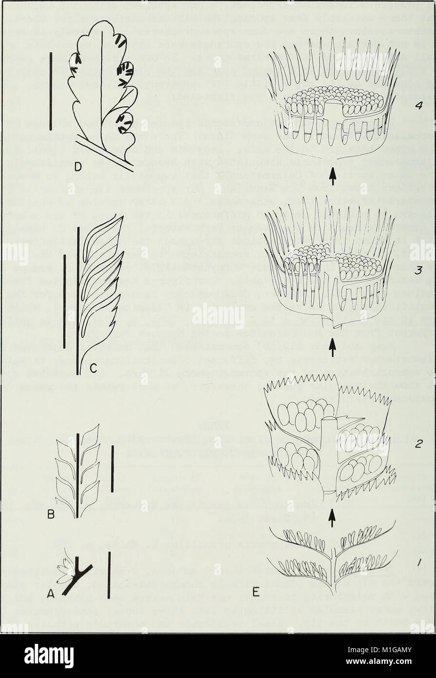 An Early Pennsylvanian flora with megalopteris and noeggerathiales from ...