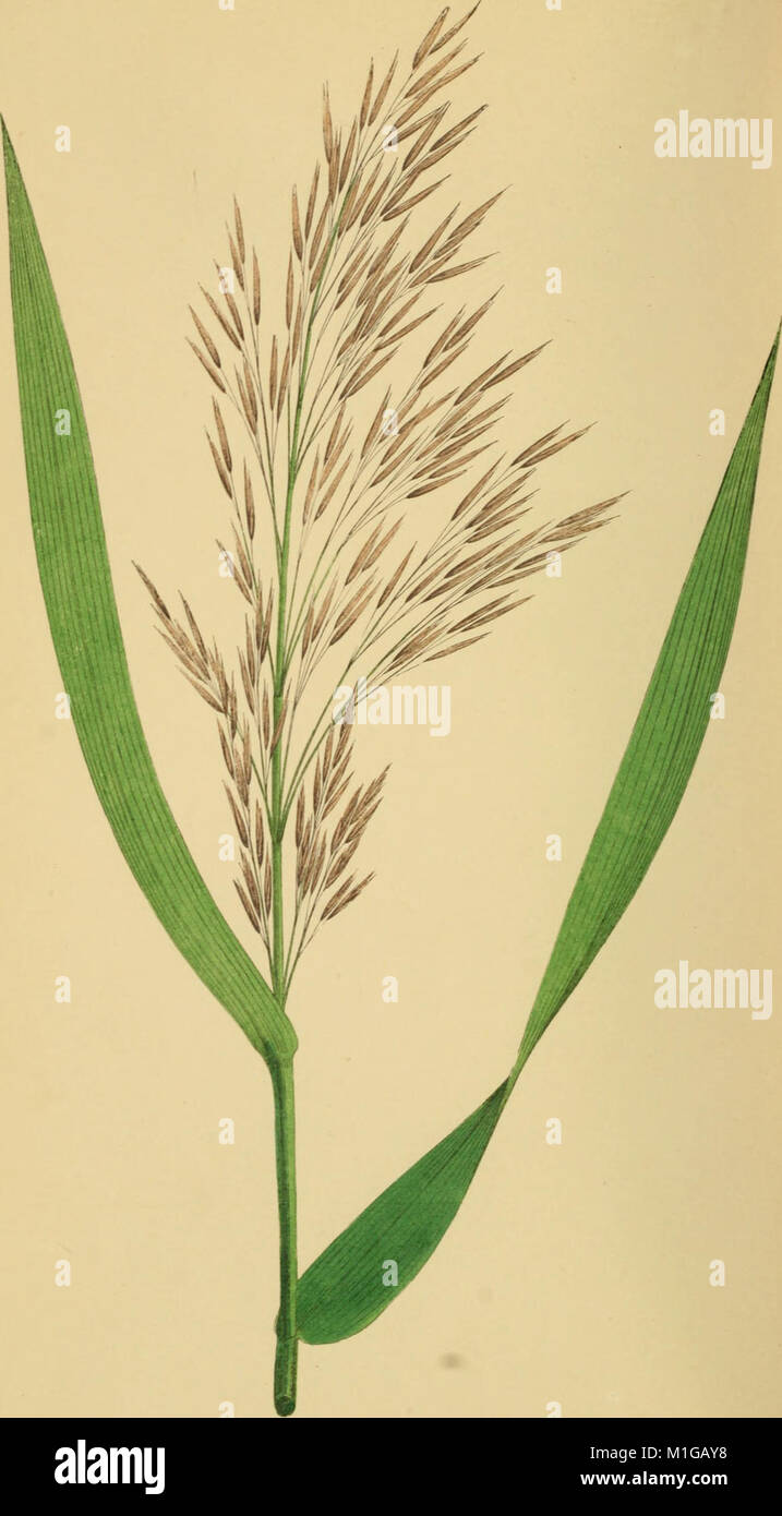 This 1858 work provides a detailed study of British grasses, including ...