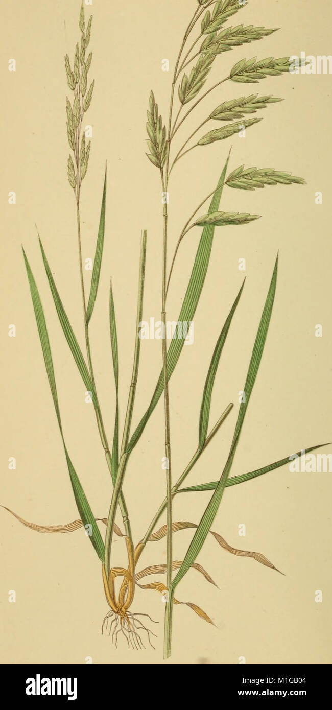 This 1858 work provides a detailed account of British grasses, their ...