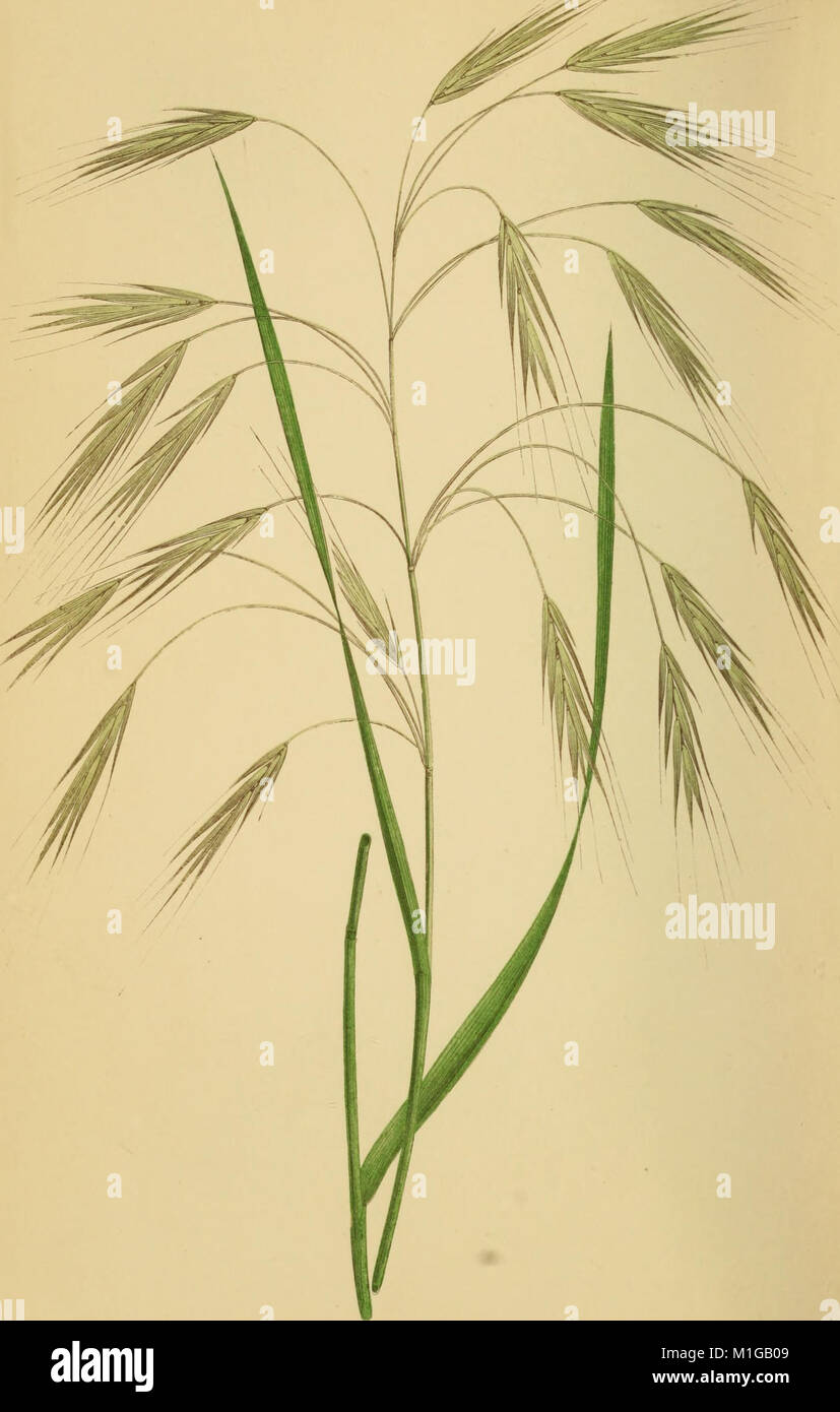 This 1858 work provides a detailed study of the grasses native to ...