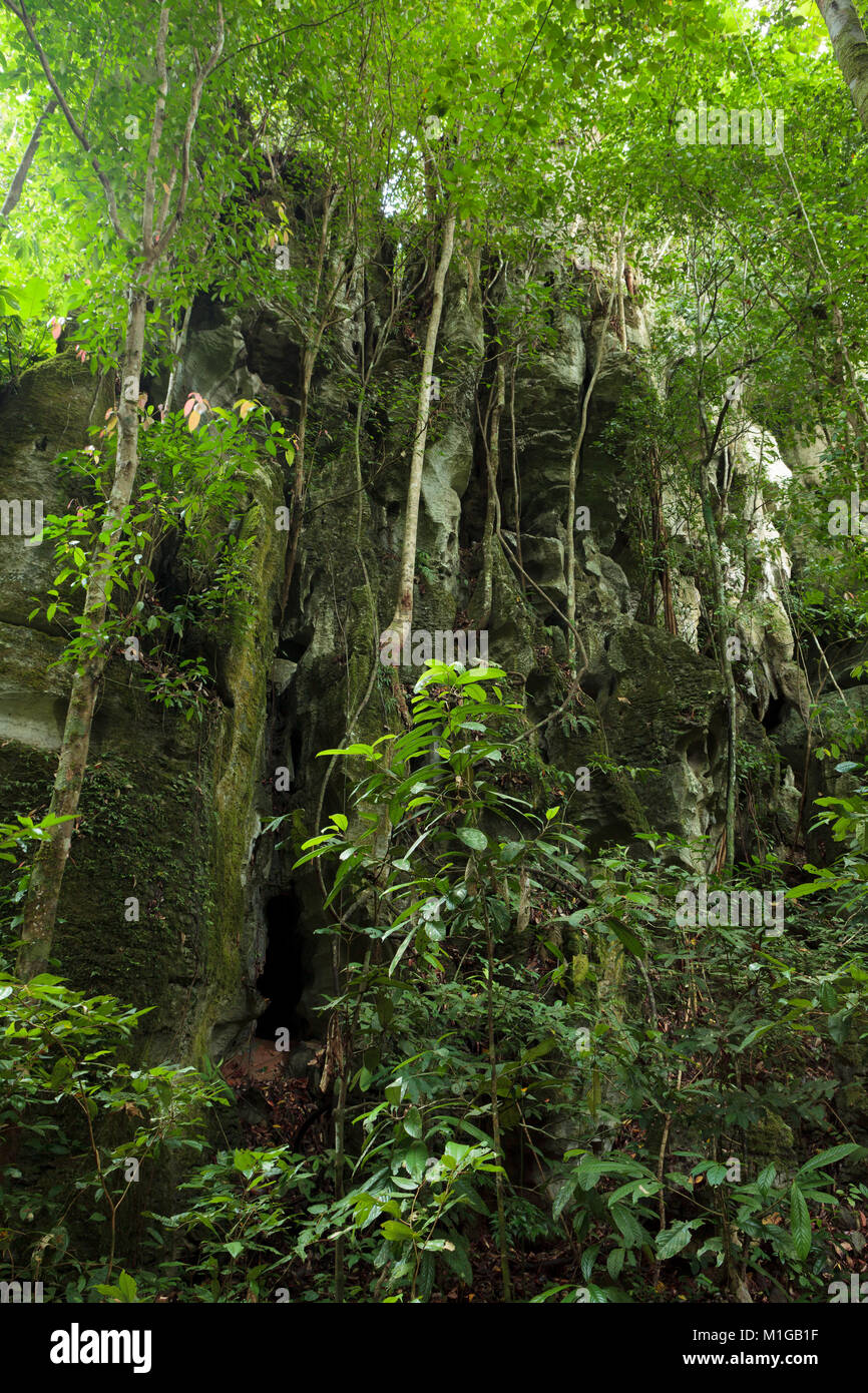 Stone cliff in rainforest Stock Photo - Alamy