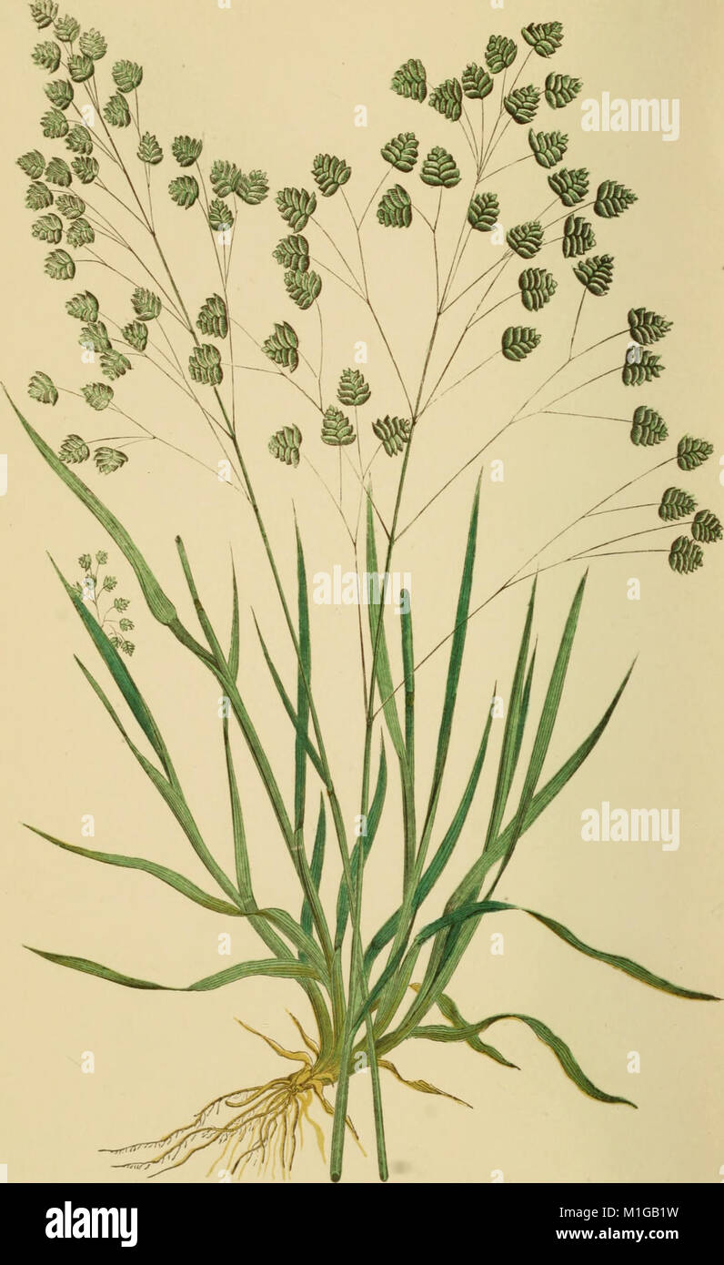 This 1858 work on British grasses provides a detailed account of native ...