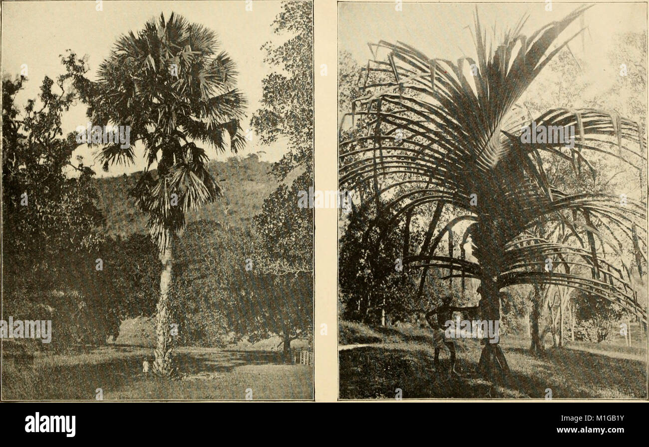 A descriptive catalogue of useful fiber plants of the world - including ...