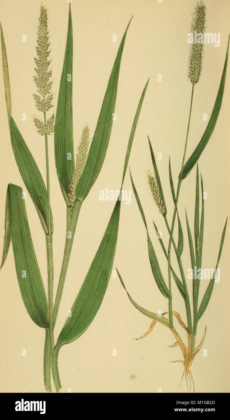 A natural history of British grasses (1858) (14780362112 Stock Photo ...