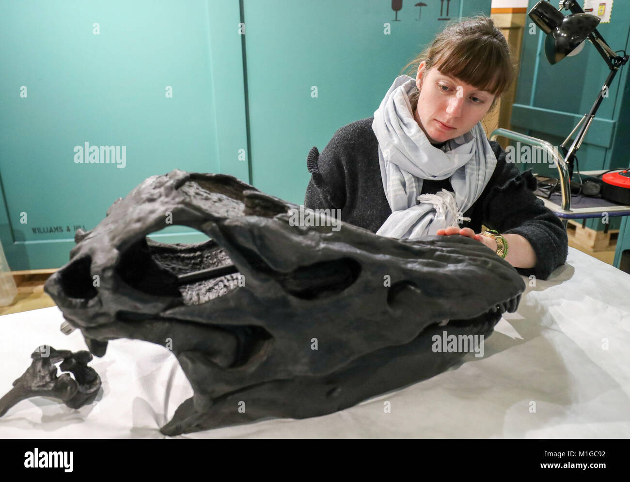 Conservator Nikki Harrison inspects the skull of the Natural History ...