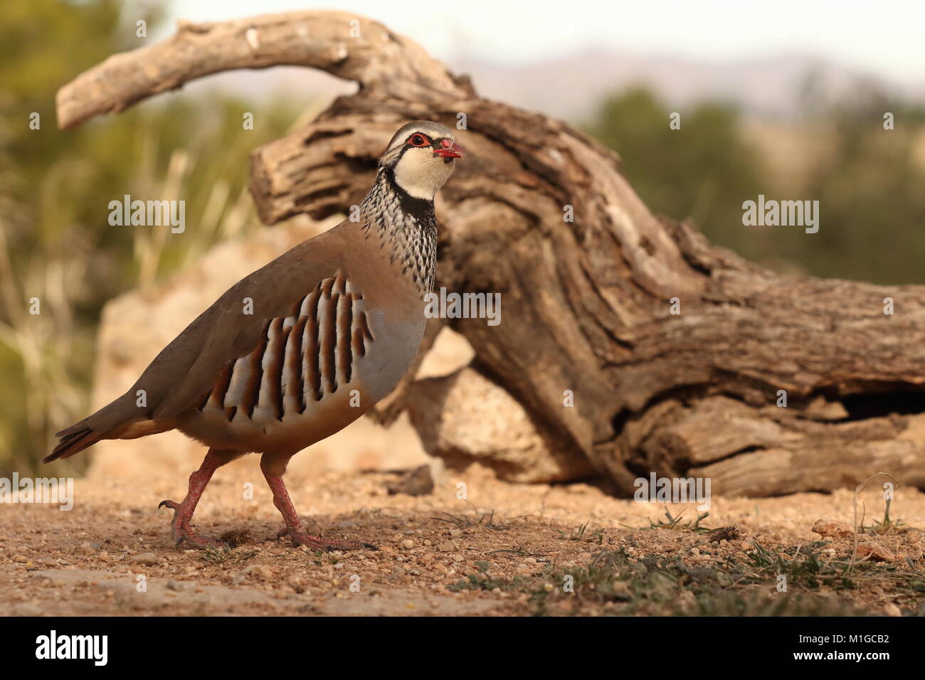 red legged partridge Stock Photo - Alamy