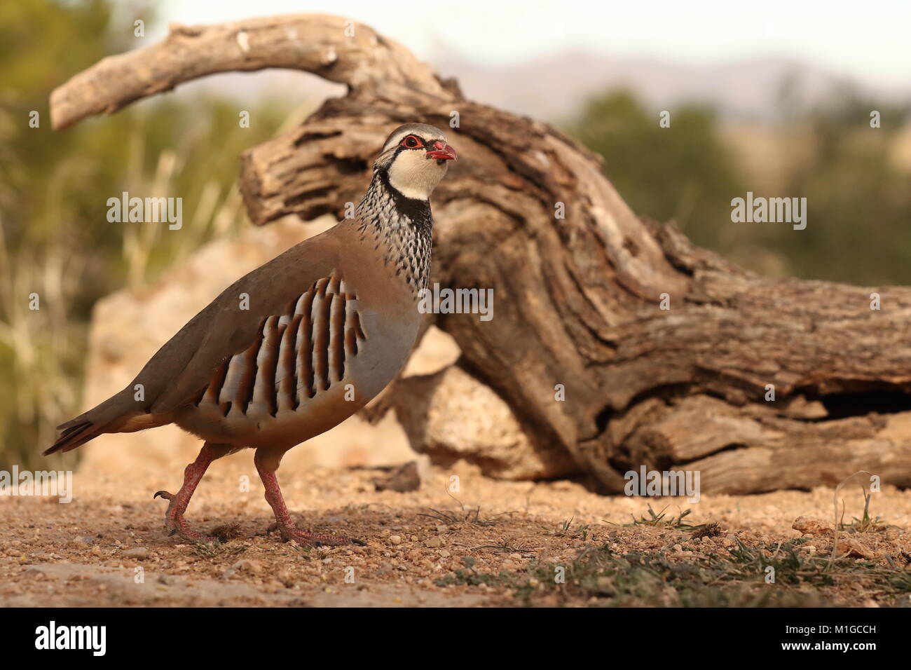 red legged partridge Stock Photo - Alamy