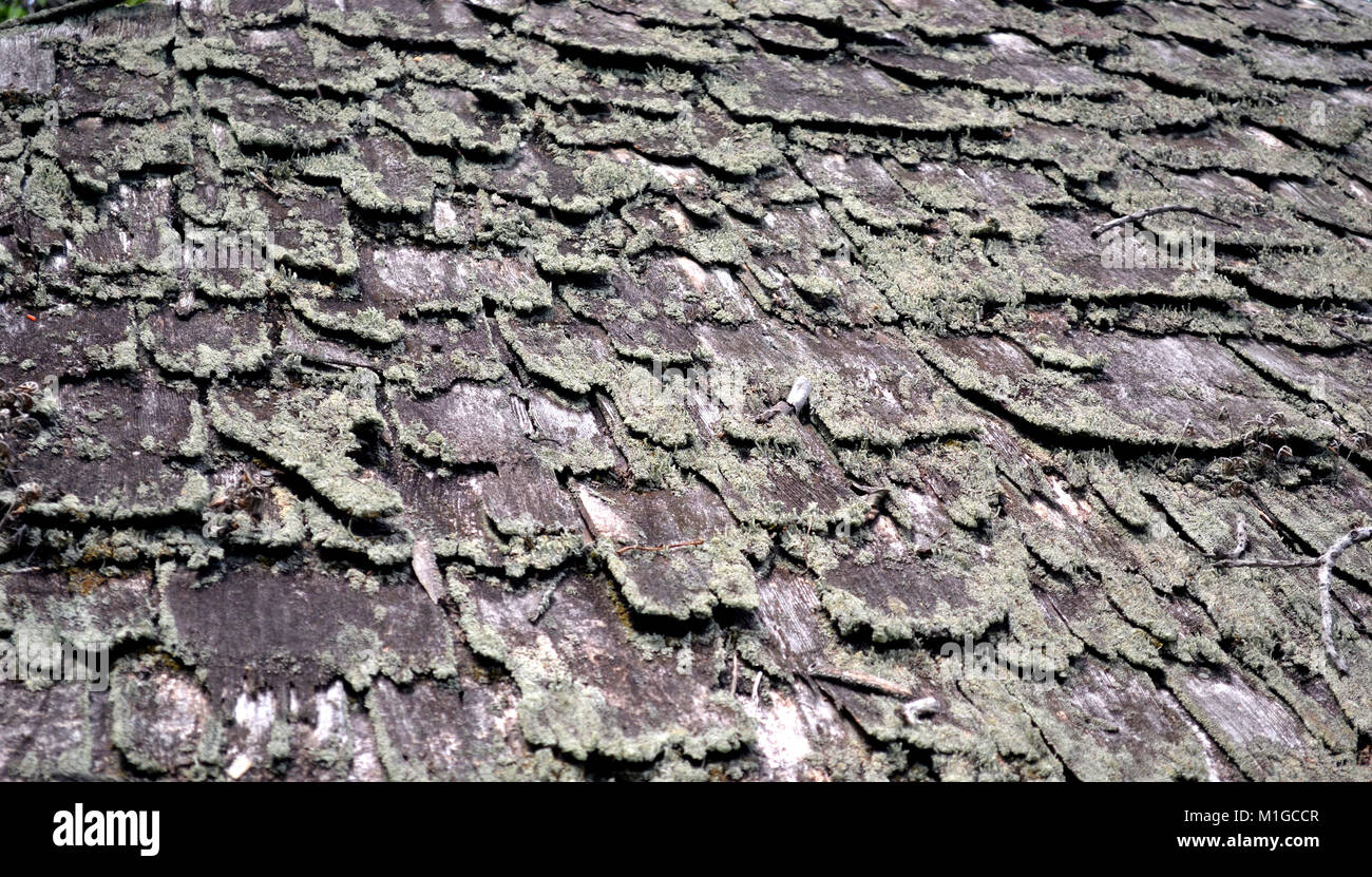 Mossy Tree Bark Stock Photo - Alamy