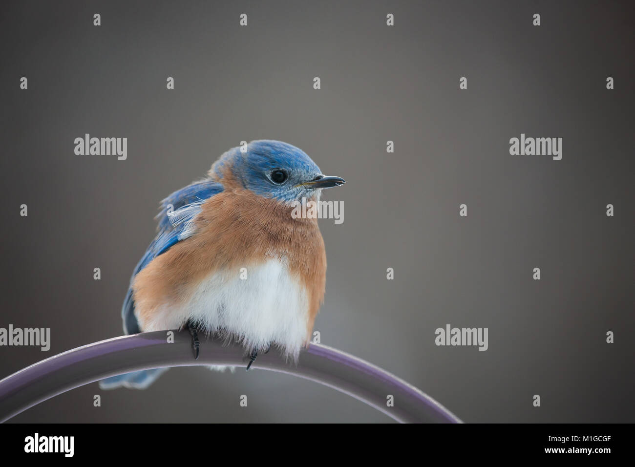 eastern bluebird in winter in ohio Stock Photo - Alamy