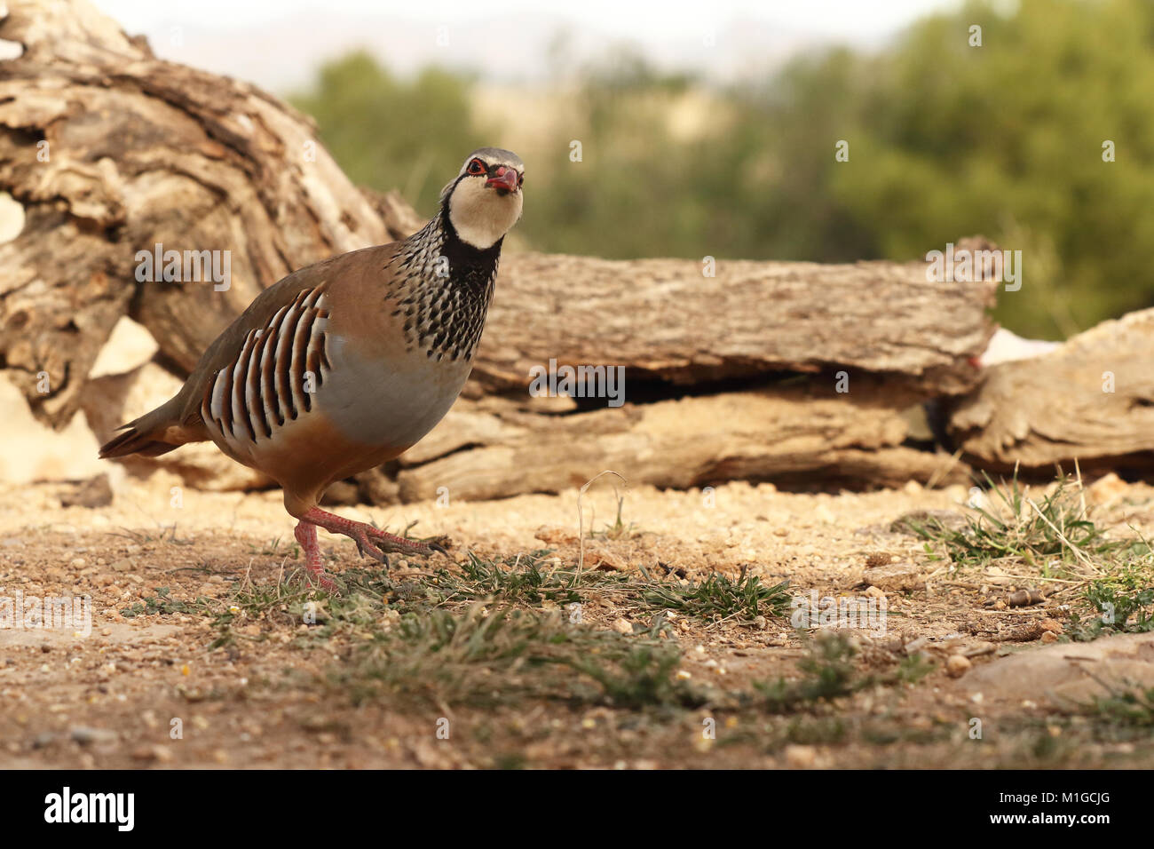 Female Partridge High Resolution Stock Photography and Images - Alamy