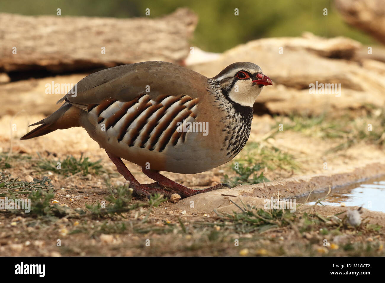 red legged partridge Stock Photo - Alamy