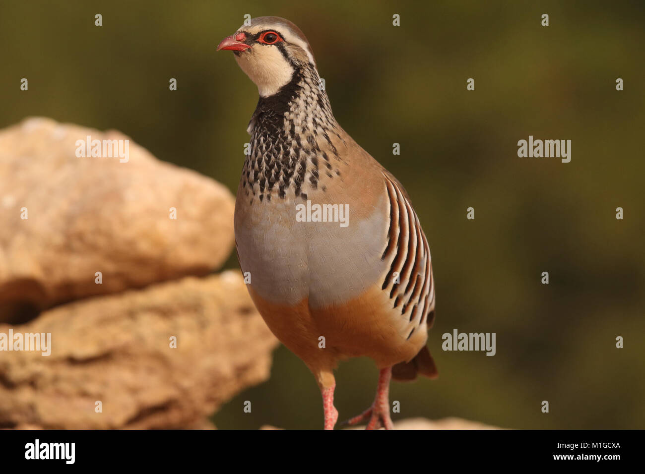 red legged partridge Stock Photo - Alamy