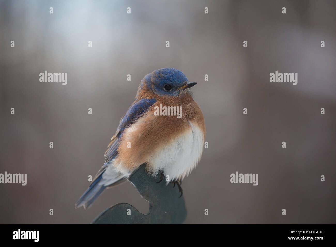 eastern bluebird in winter in ohio Stock Photo - Alamy