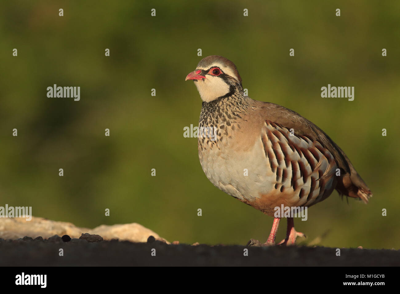 red legged partridge Stock Photo - Alamy