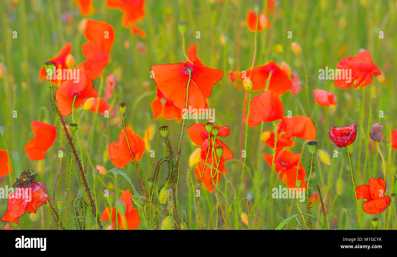 Poppy fields hi-res stock photography and images - Alamy