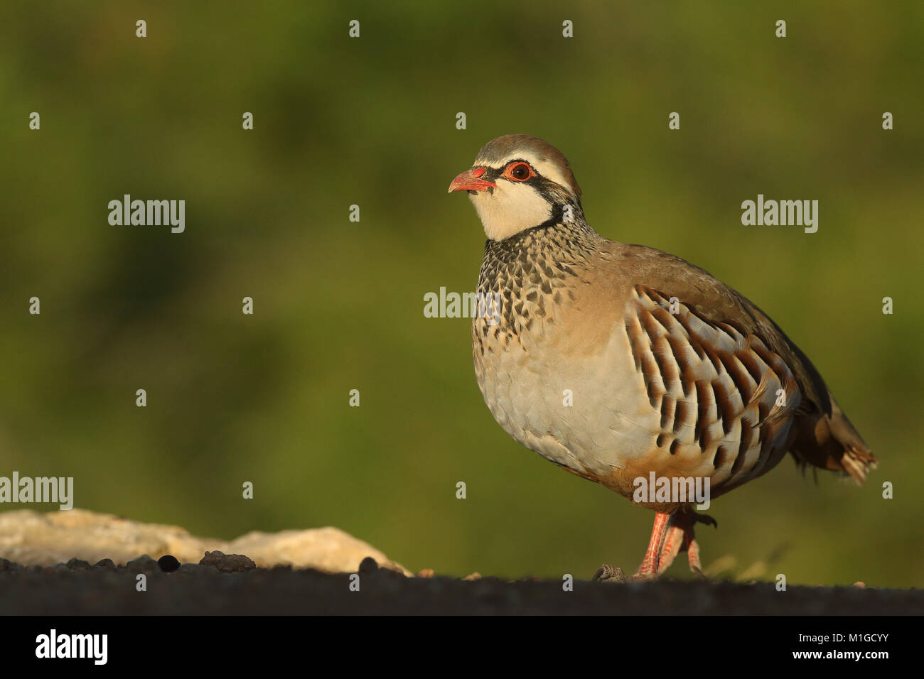red legged partridge Stock Photo - Alamy