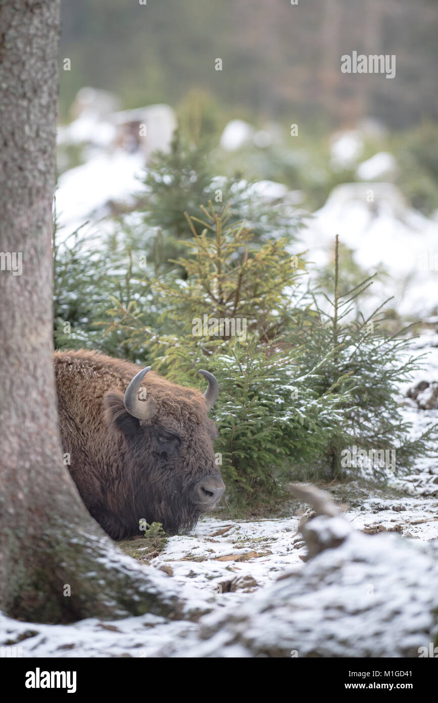European bison. Bison bonasus Stock Photo - Alamy