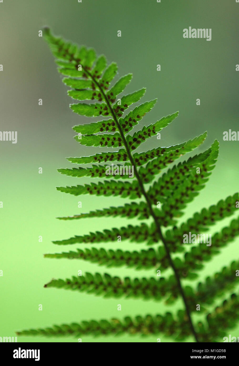 Close up of a simple fern leaf Stock Photo - Alamy