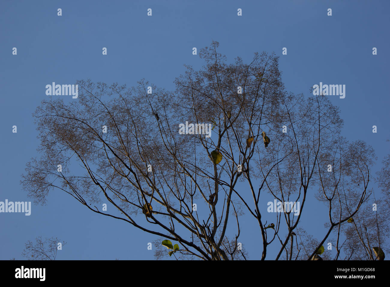 Close up Big of teak tree Branch Stock Photo - Alamy