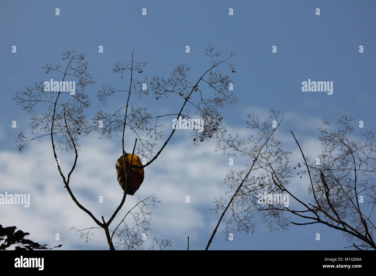 Close up Big of teak tree Branch Stock Photo - Alamy
