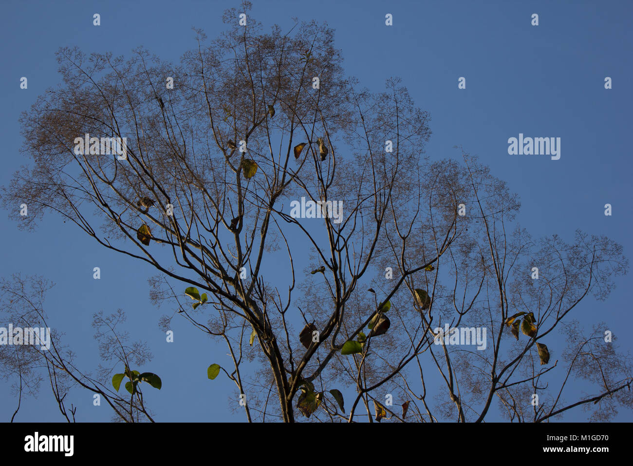Close up Big of teak tree Branch Stock Photo - Alamy