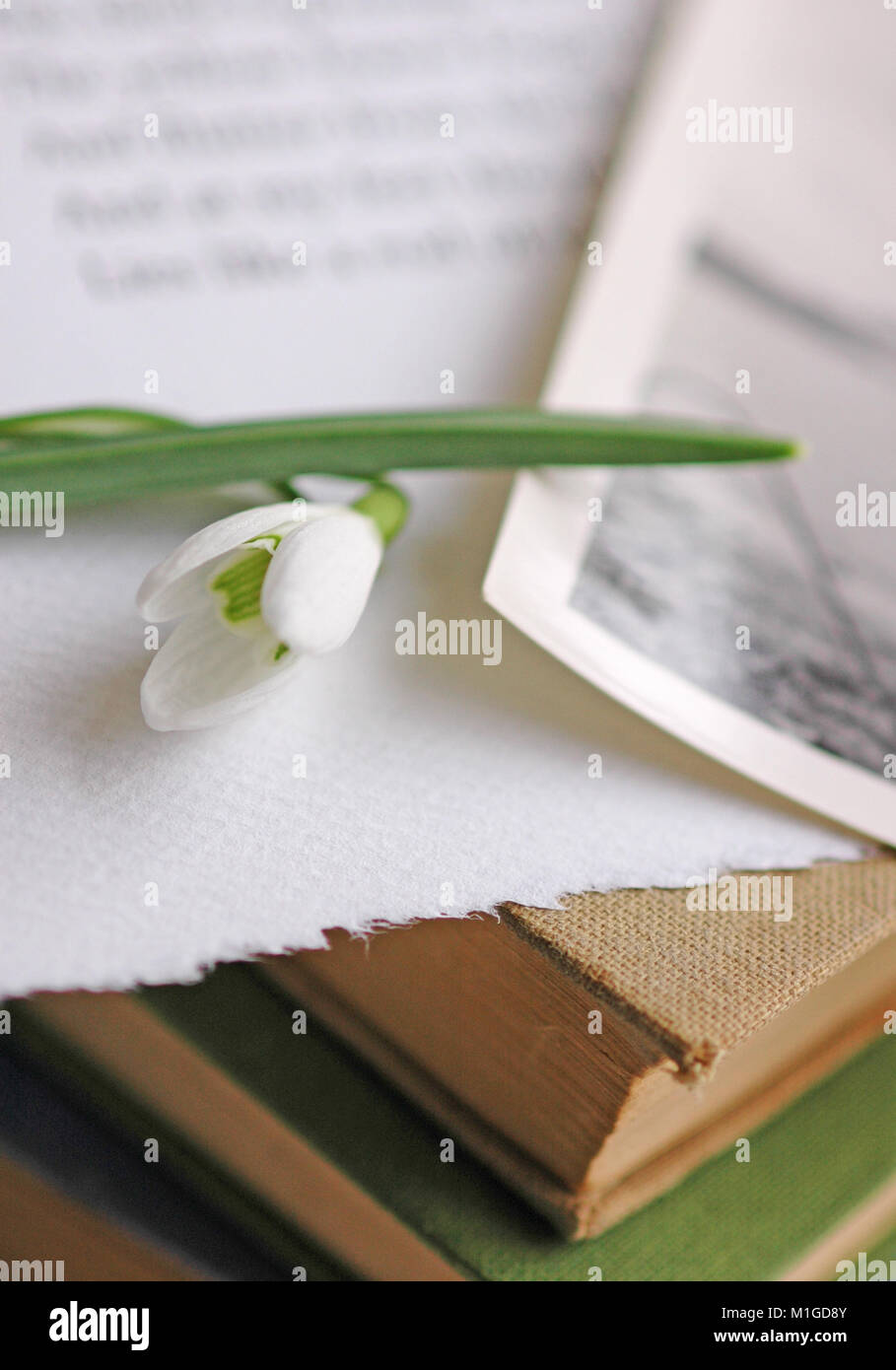 Single snowdrop still life with paper, photograph and old books Stock ...