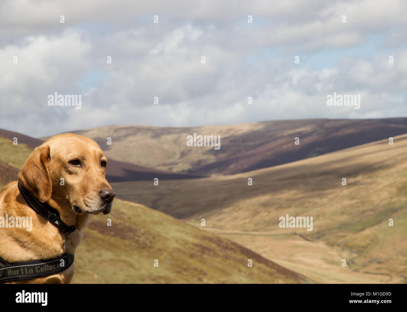 Labrador type dog looking out with collar against a background of ...