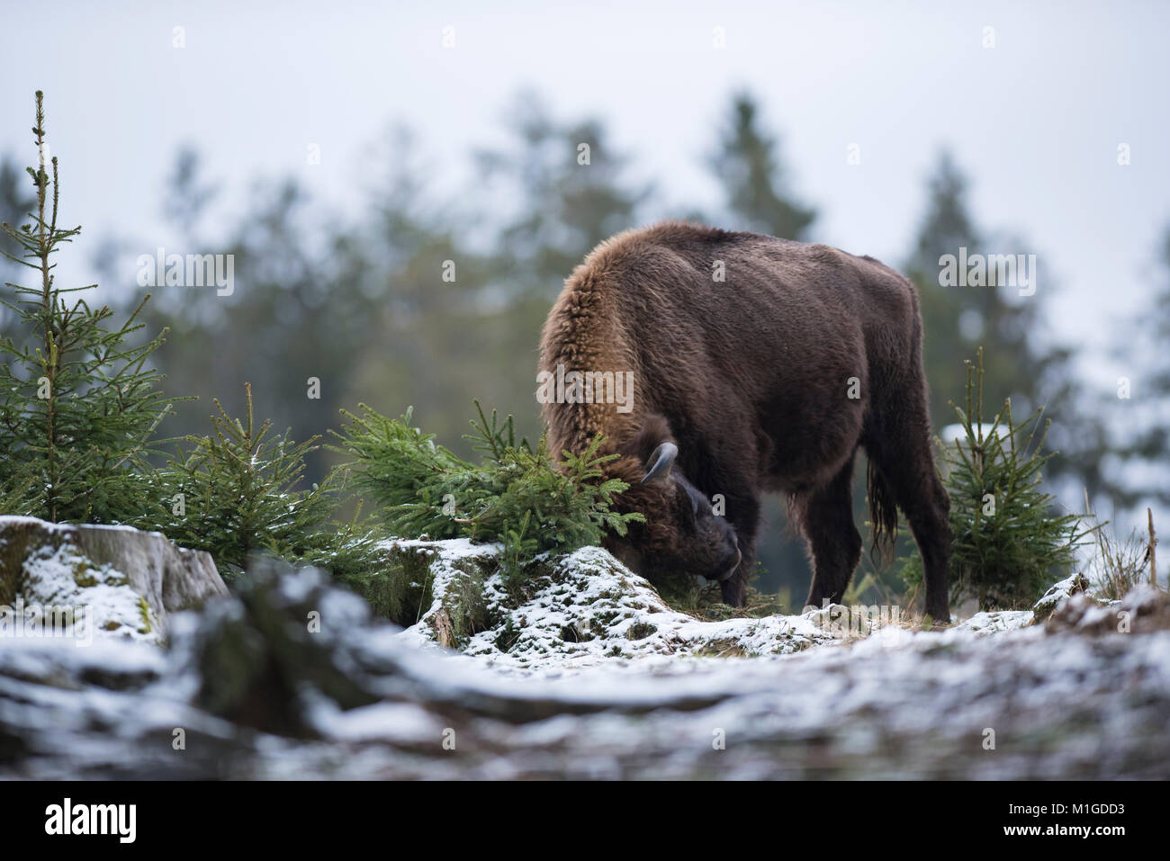 European bison. Bison bonasus Stock Photo - Alamy