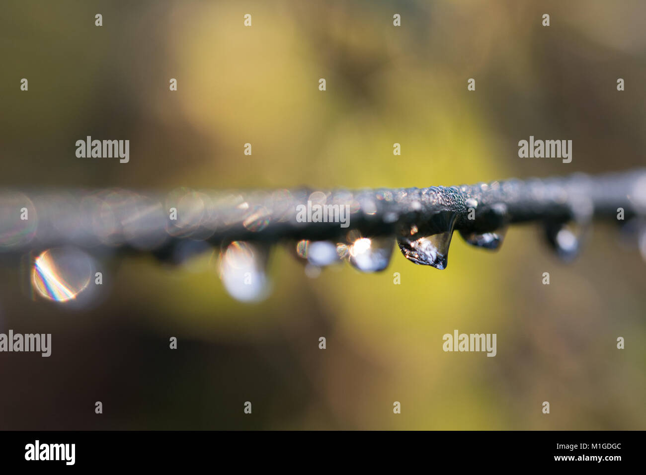 A clothesline with raindrops on it. The sun is shining through the ...
