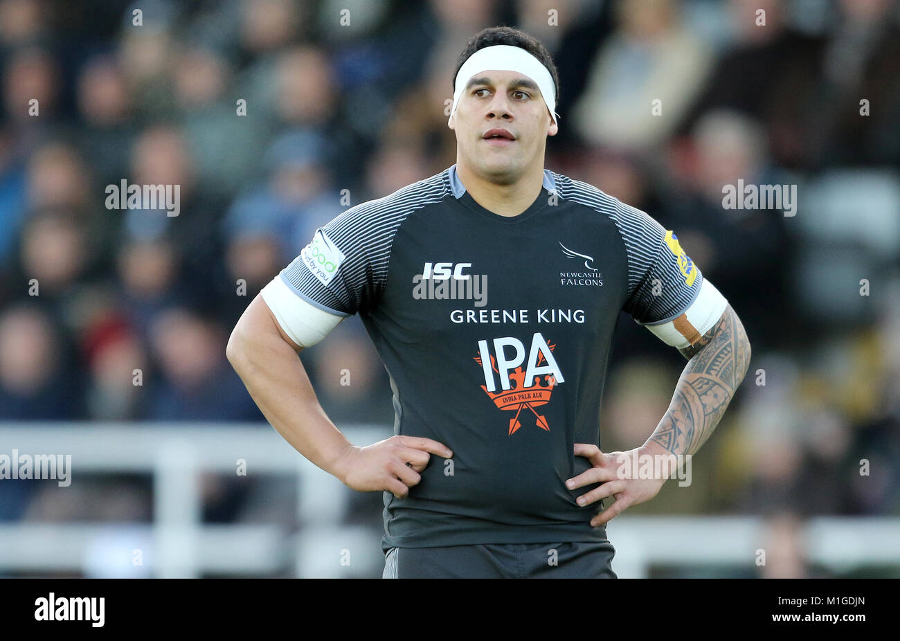 Josh matavesi of newcastle falcons hi-res stock photography and images ...
