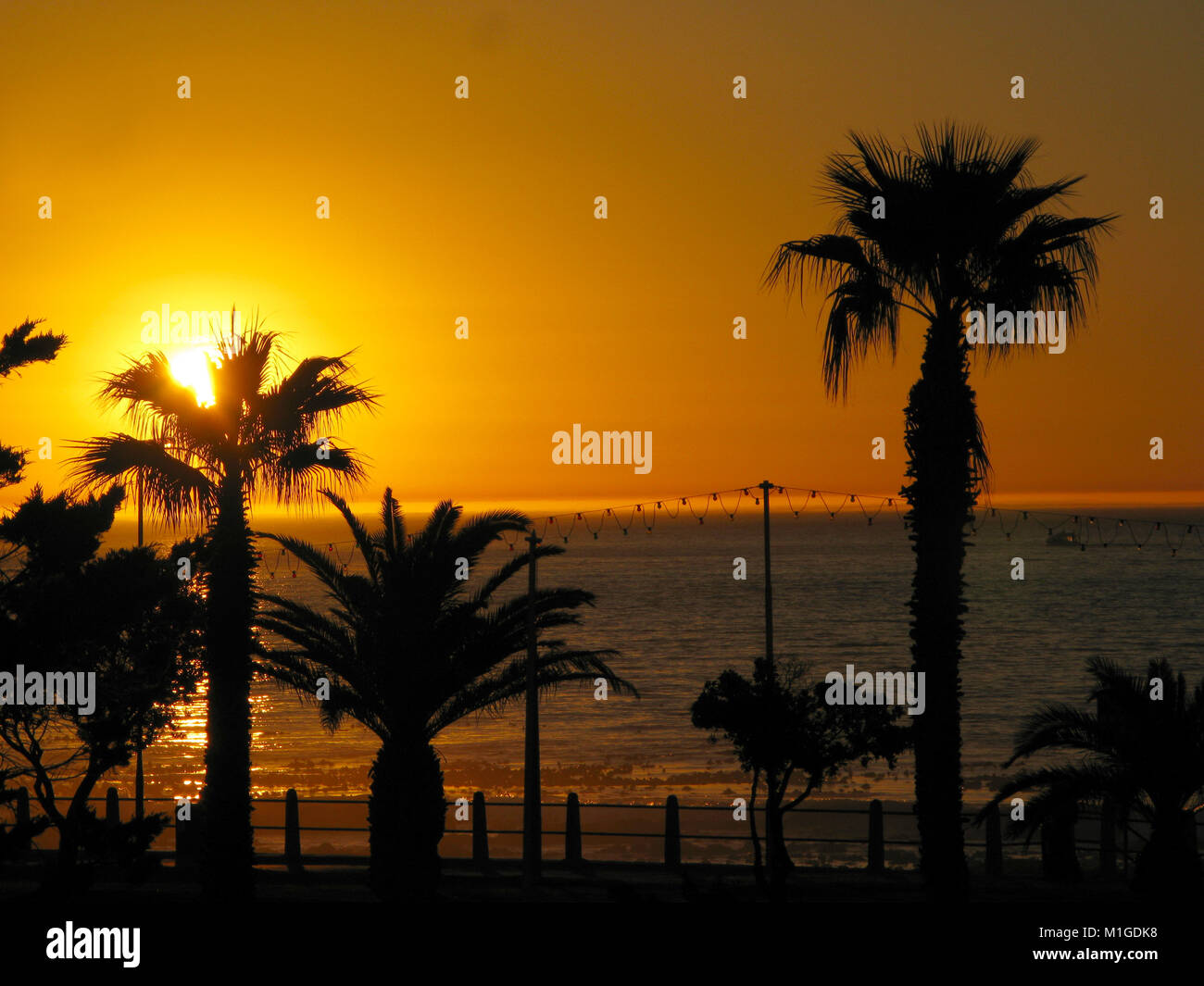 Cape town palm trees hi-res stock photography and images - Alamy