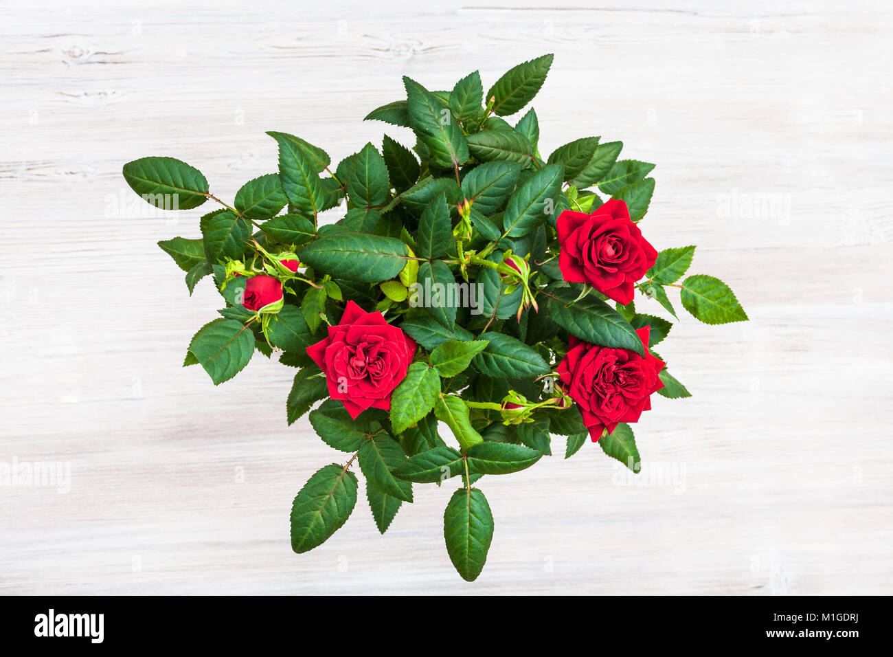 Flowers Bush Top View