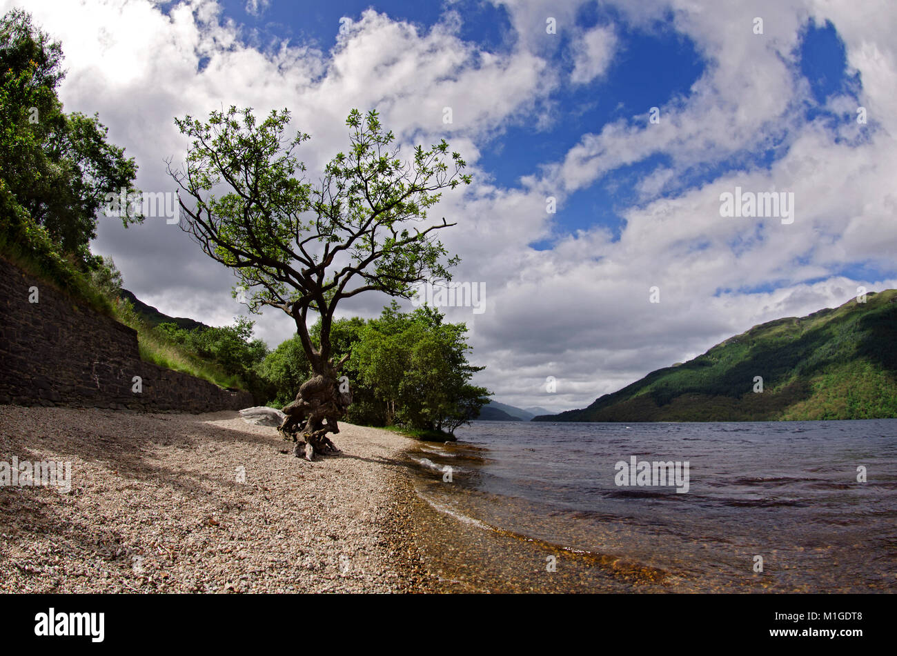 A lone tree on a pebble beach on Loch Lomond, Scotland, UK Stock Photo ...